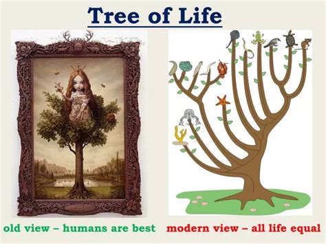 PPT Tree Of Life PowerPoint Presentation Free Download ID 1427821