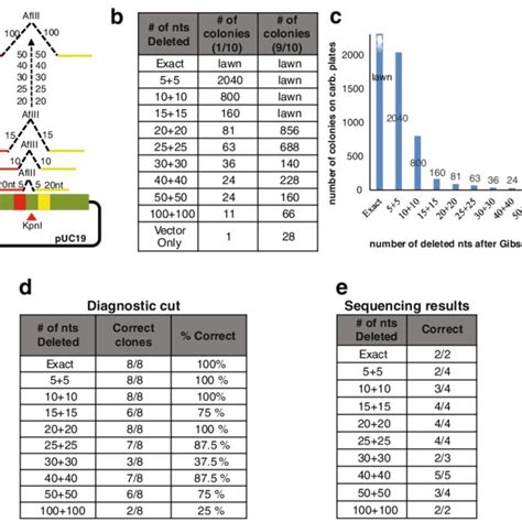 Testing Gibson Deletion A PUC19 Plasmid Was Cut With KpnI Or Acc65I