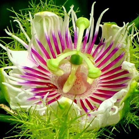 Passion Flower Seeds Etsy