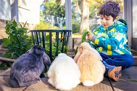 Kaninchen sind los Tierischer Zuwachs für Kinder in der St