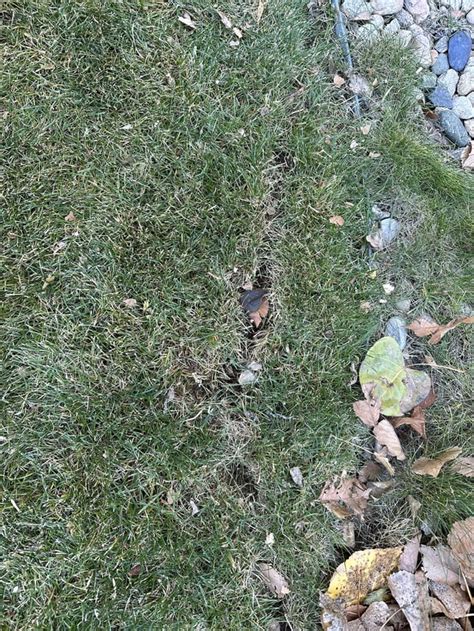 What Is Causing These Tiny Trenches In My Yard R Lawncare