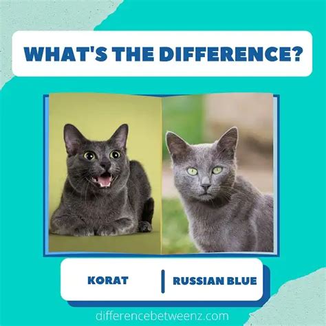 Differences Between Korat And Russian Blue Difference Betweenz