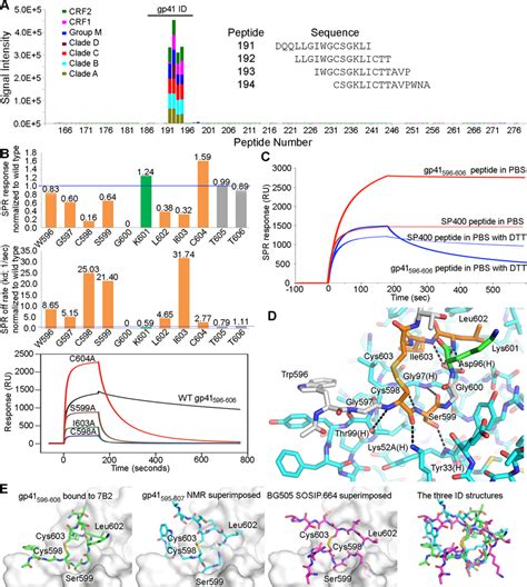 Fab And Fcr Binding A Linear Cross Clade Epitope Mapping Of 7b2