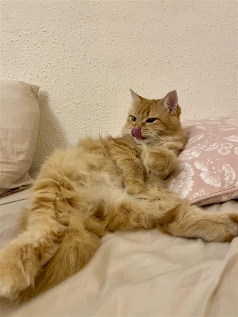 Mi Gatita Rgato