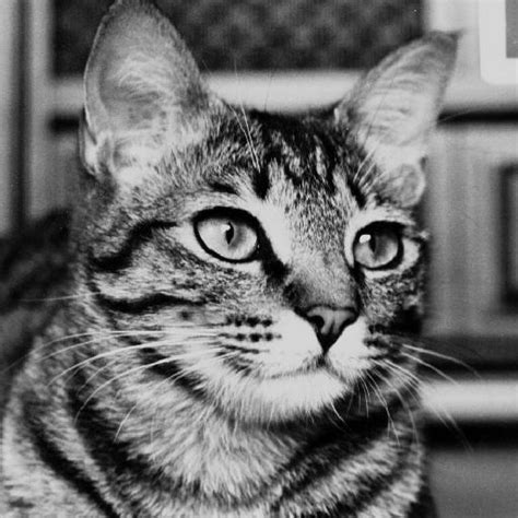 Histogram Equalization Implementation Using Opencv C Stack Overflow