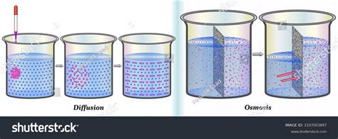 Diffusionmovement Molecules Area Higher Concentration Area Stock Vector Royalty Free