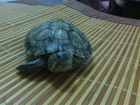 乌龟的品种 图片及介绍百度知道