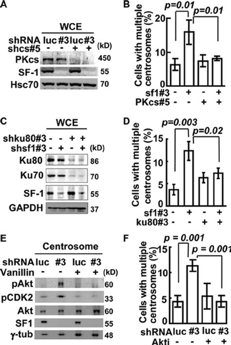 Sf 1 Depletion Does Not Activate Nuclear Dna Damage Response A
