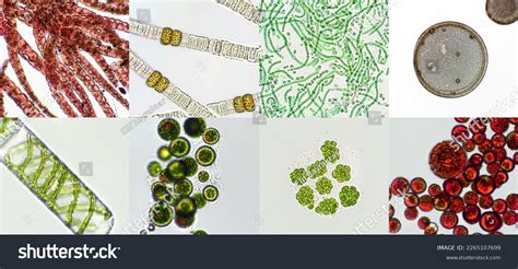 Microorganisms Algae