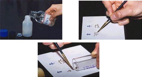 유전학 Exp3 초파리 교배실험 단성 반성 양성 초파리의 침샘염색체 관찰 네이버 블로그 유전학 Exp3 초파리 교배실험 단성 반성 양성 초파리의 침샘염색체 관찰 네이버 블로그