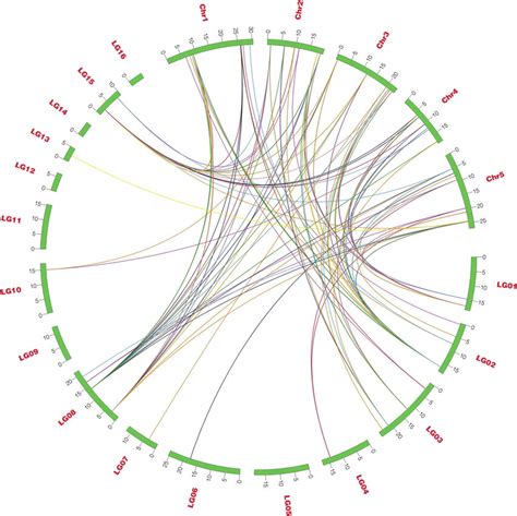 Syntenic Relationship Of Mads Box Genes Between Sesame And Arabidopsis