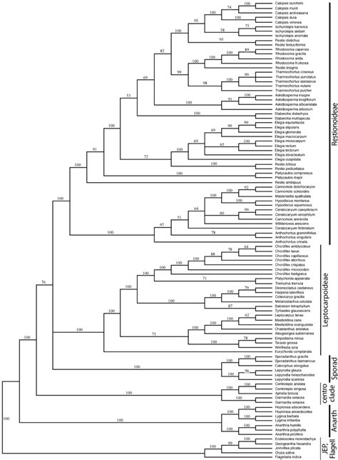 Bootstrap Consensus Tree From Mp Analysis Of Combined Data Trnk Download Scientific Diagram