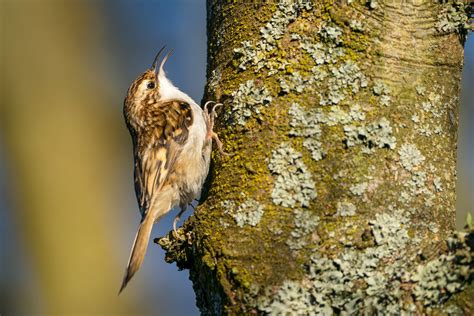 Treecreeper Unintended Keith Flickr
