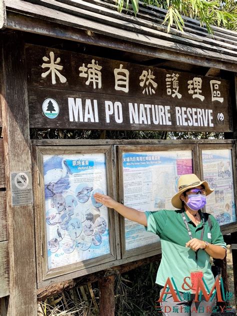 〈好遊〉深度觀鳥本地遊 米埔自然保護區 Now 新聞