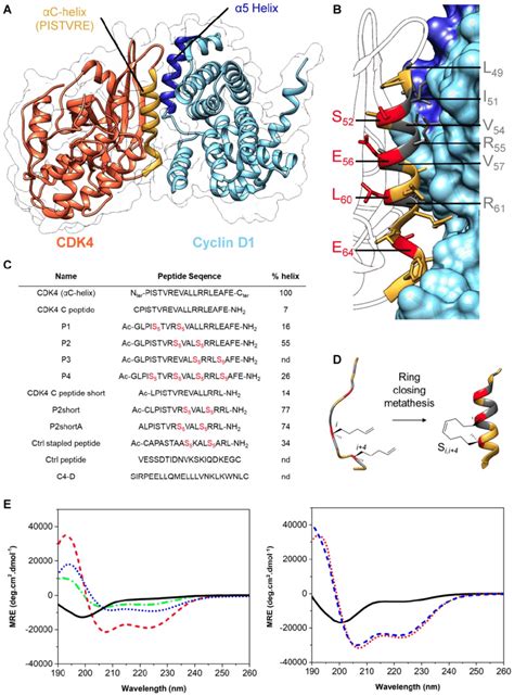 Design And Synthesis Of Foldamers Targeting The Interface Between Cdk4 Download Scientific