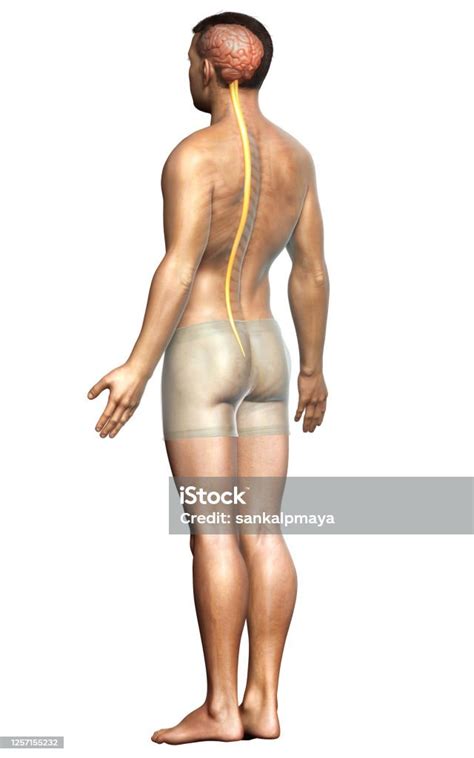 3d 는 남성 뇌의 의학적으로 정확한 그림을 렌더링n 0명에 대한 스톡 사진 및 기타 이미지 0명 3차원 형태 결정