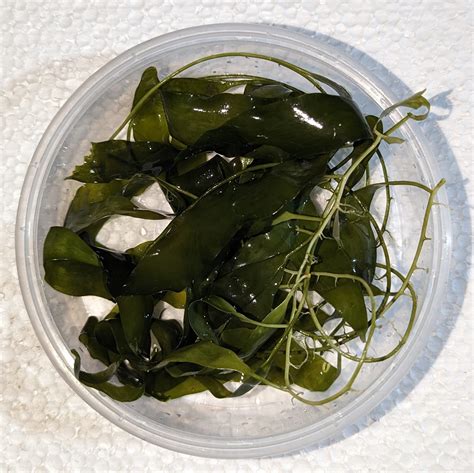 Blade Caulerpa Macroalgae 20 Leaves Aquarium Reefers