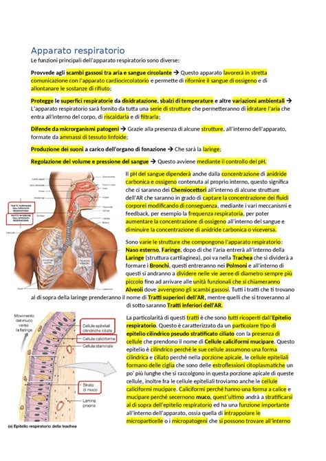 Anatomia Apparato Respiratorio Appunti Di Anatomia Docsity