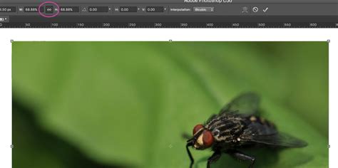 Adobe Photoshop Scale Layer In Photoshop Without Changing Aspect Ratio