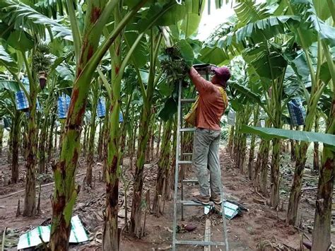 កម្មករ ក្នុង វិស័យ កសិឧស្សាហកម្ម កំពុង ប្រឈម នឹង ការ ស្ថិត នៅ ក្រៅ