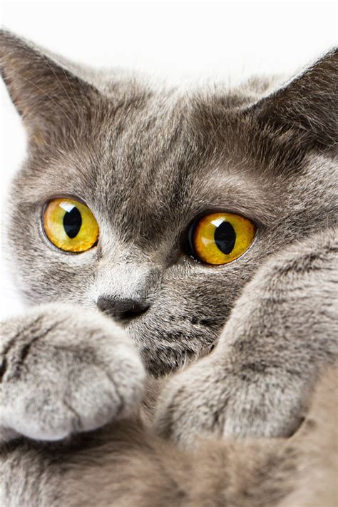 黄眼睛猫咪图片高清特写小 蛙客网viwik
