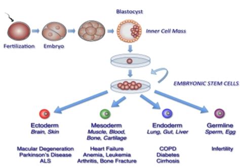 Adult Stem Cell Diagram