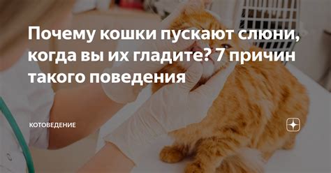 Почему кошки пускают слюни когда вы их гладите 7 причин такого