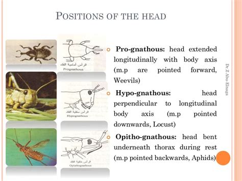 Insect Morphology