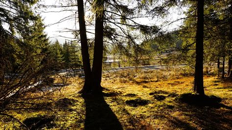 루마니아 트랜 잔디 Pixabay의 무료 사진 Pixabay