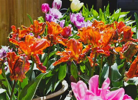 Parrot Tulips Blumex Favourite Hereisabee Flickr