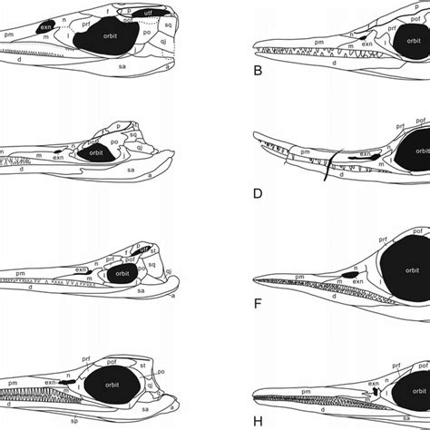 Skulls Of Eight Ichthyopterygians In Dorsal View A Utatsusaurus