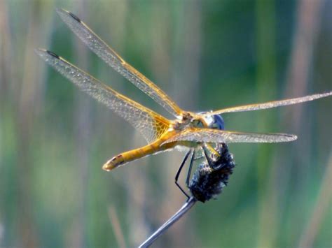 Premium Photo Dragonfly On Twig