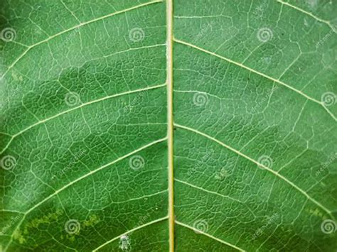 A Green Leaf With A Yellow Tip Is Shown In The Center Stock Image