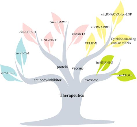 Coding Circular Rna In Human Cancer Pmc