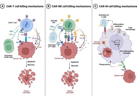 Immunotherapy Genetherapy Shashikala Sasidharan Phd