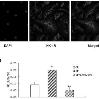 A Nuclei Were Counterstained With DAPI And The Cells Were Imaged Download Scientific Diagram