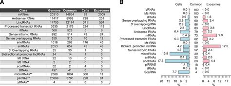 Exploring The Rna Landscape Of Endothelial Exosomes