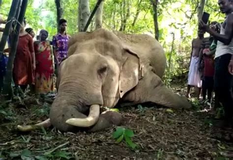 Wild Elephant Electrocuted By Poachers Trap In Odisha Second Such