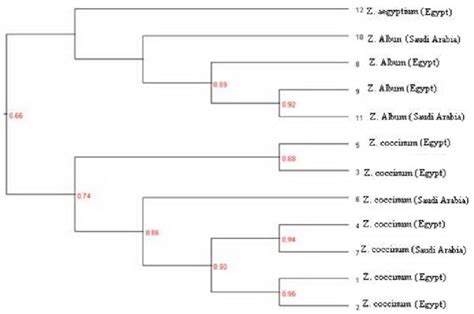 Dendrogram Constructed According To Upgma Cluster Analysis Based On Download Scientific