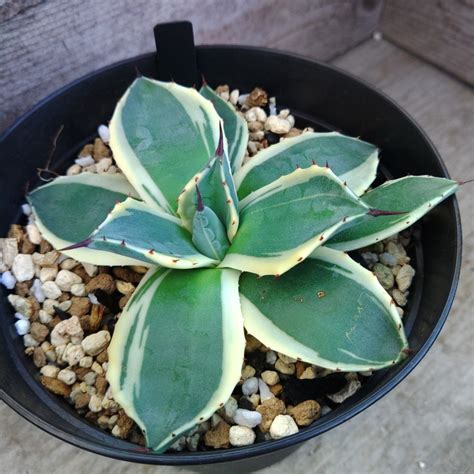 【傷や汚れあり】アガベ アプラナータ クリームスパイク Agave Applanata Cream Spikeメリコ錦 斑入りの落札