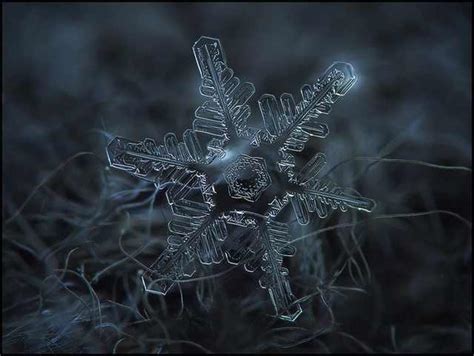 The Fragile Beauty Of The Snow Flake