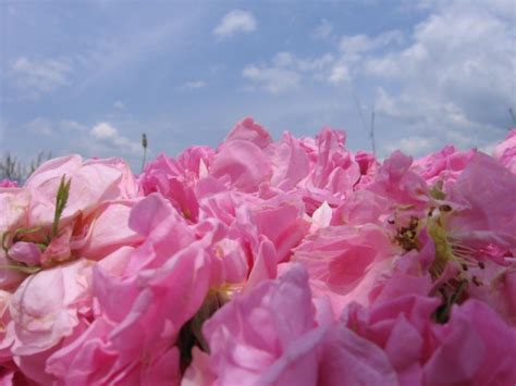 차원이 다른 꽃 축제 불가리아 장미축제 In 로즈밸리valley Of Rose 네이버 블로그