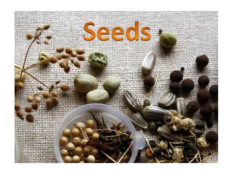 Ppt Seed Enhancementdefinition Powerpoint Presentation