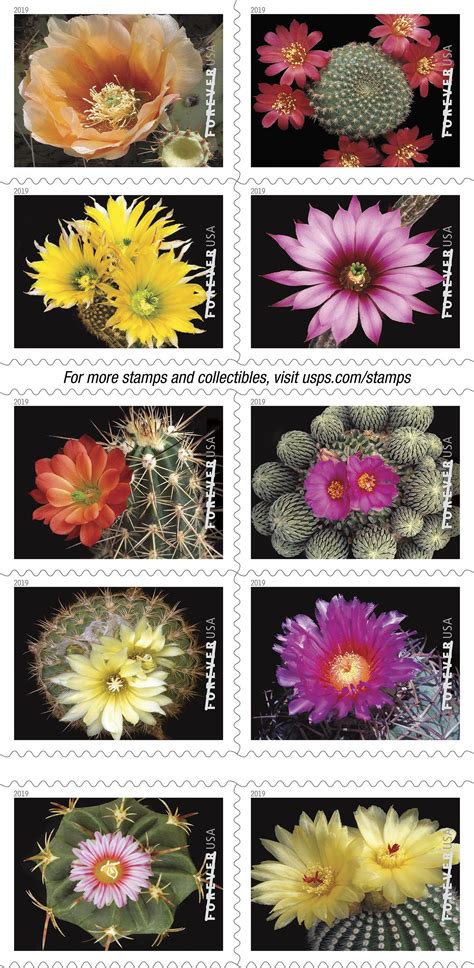 USPS Releases Cactus Flowers Forever Stamps Newsroom About Usps