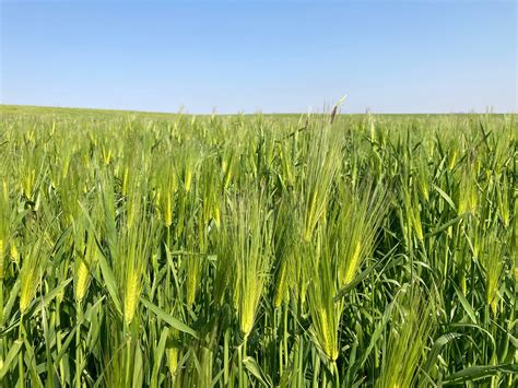 Cebada Cultivo Campo Foto Gratis En Pixabay Pixabay