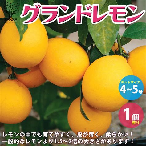 レモンの苗木 グランドレモン【果樹の苗木 4～5号／1個売り】｜ 【植物のitanse】全品送料無料・即出荷
