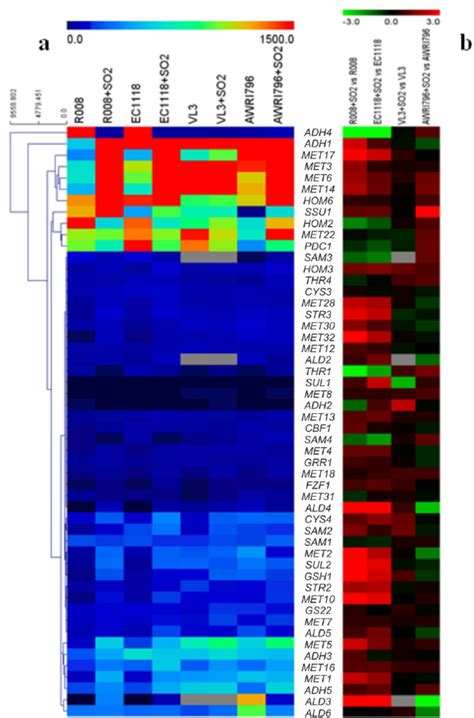 Cluster Analysis Euclidean Distance Average Linkage Of Genes
