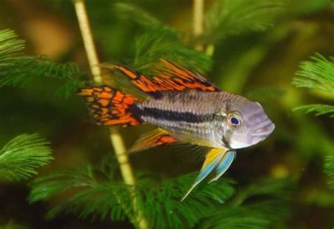 Colorful Tropical Freshwater Fish