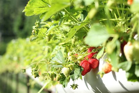 Düngung Von Erdbeerpflanzen Wie Wann Und Womit Man Erdbeeren Düngt
