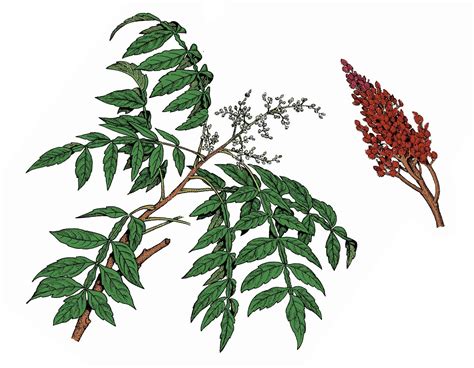 Sumac Identification Guide At Liam Edgar Blog
